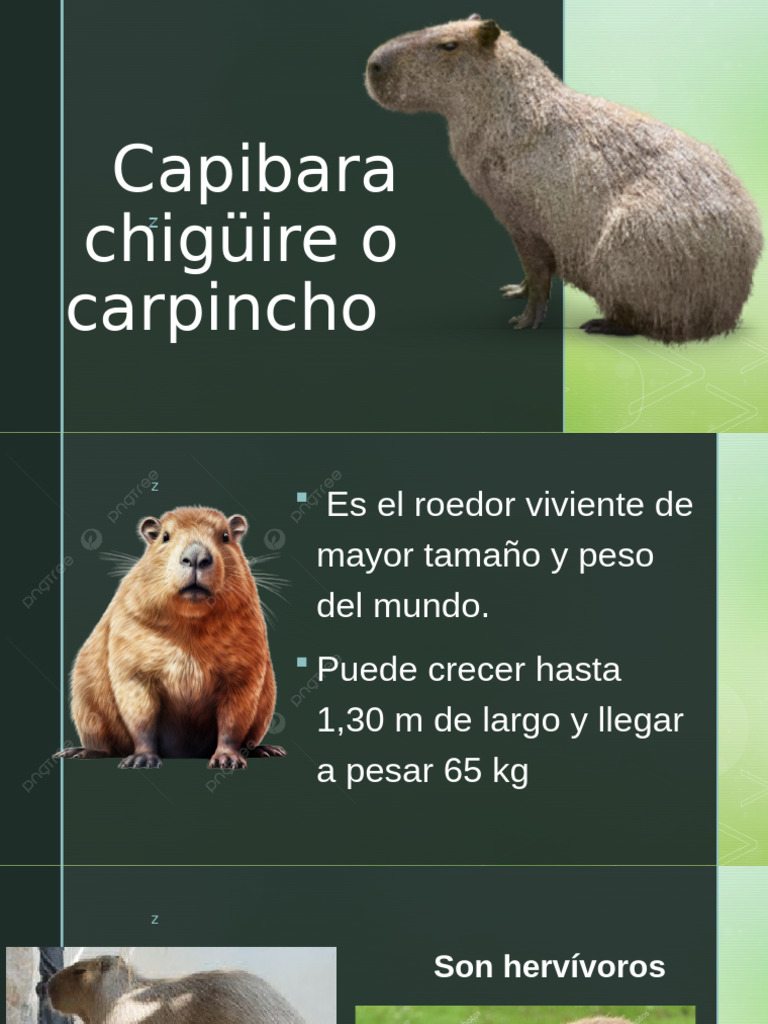 Capibara | PDF