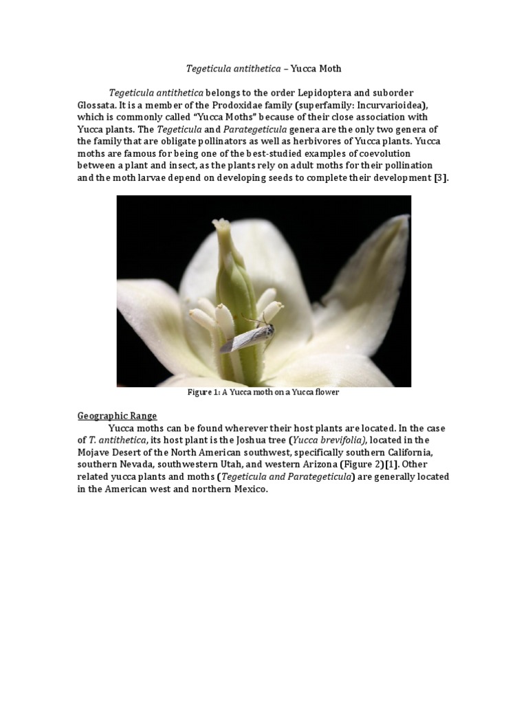 Tegeticula Antithetica - Yucca Moth | PDF | Lepidoptera | Flowers