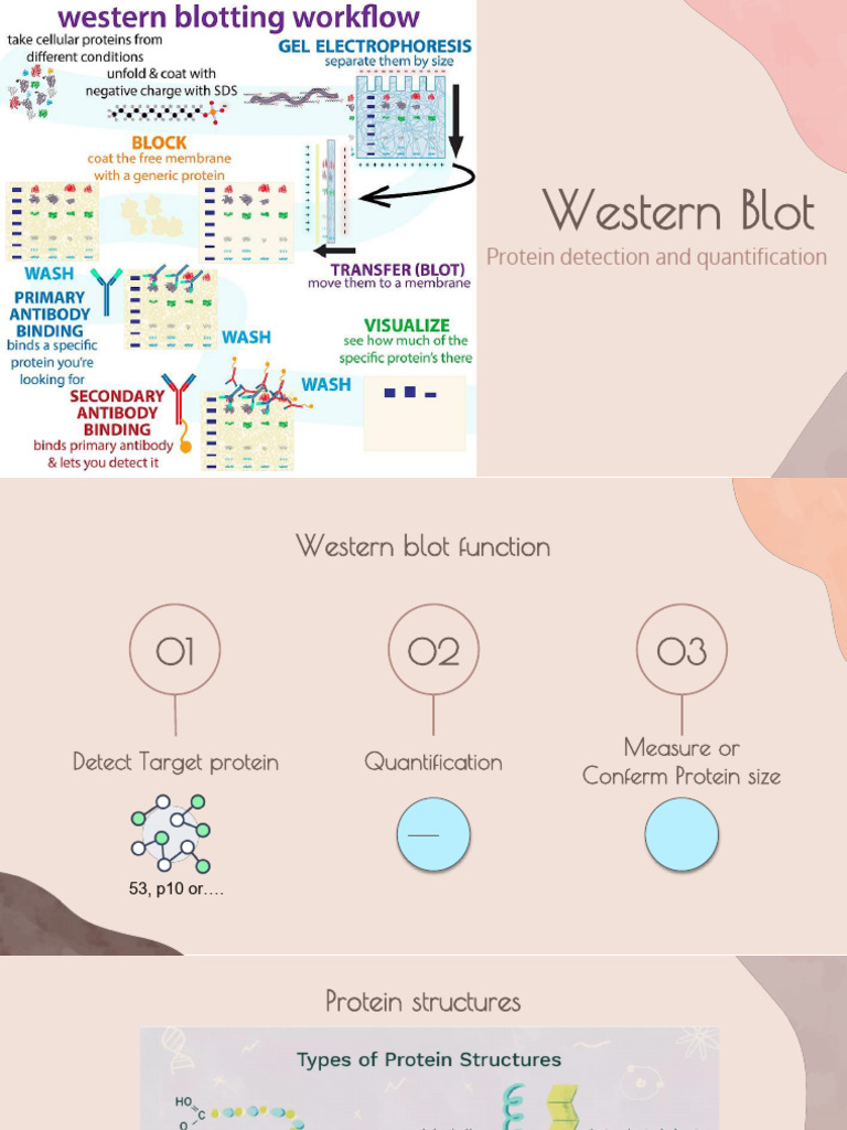 Western Blot | PDF