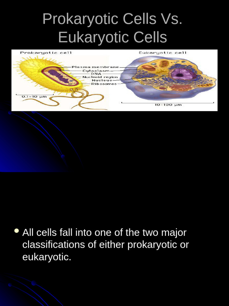 Prokaryote Vs Eukaryote Notes | PDF