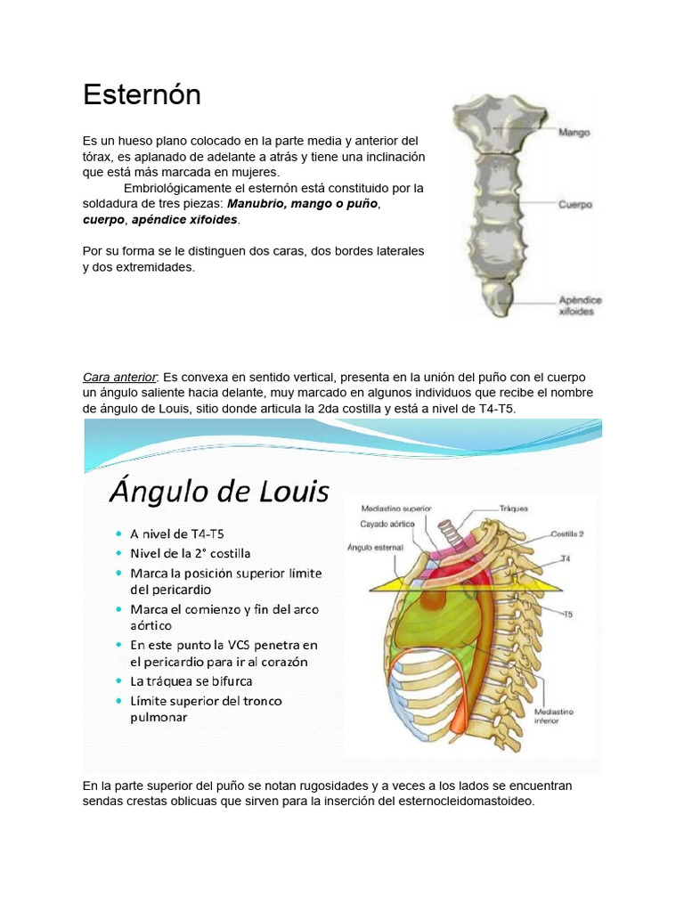 Esternón | PDF
