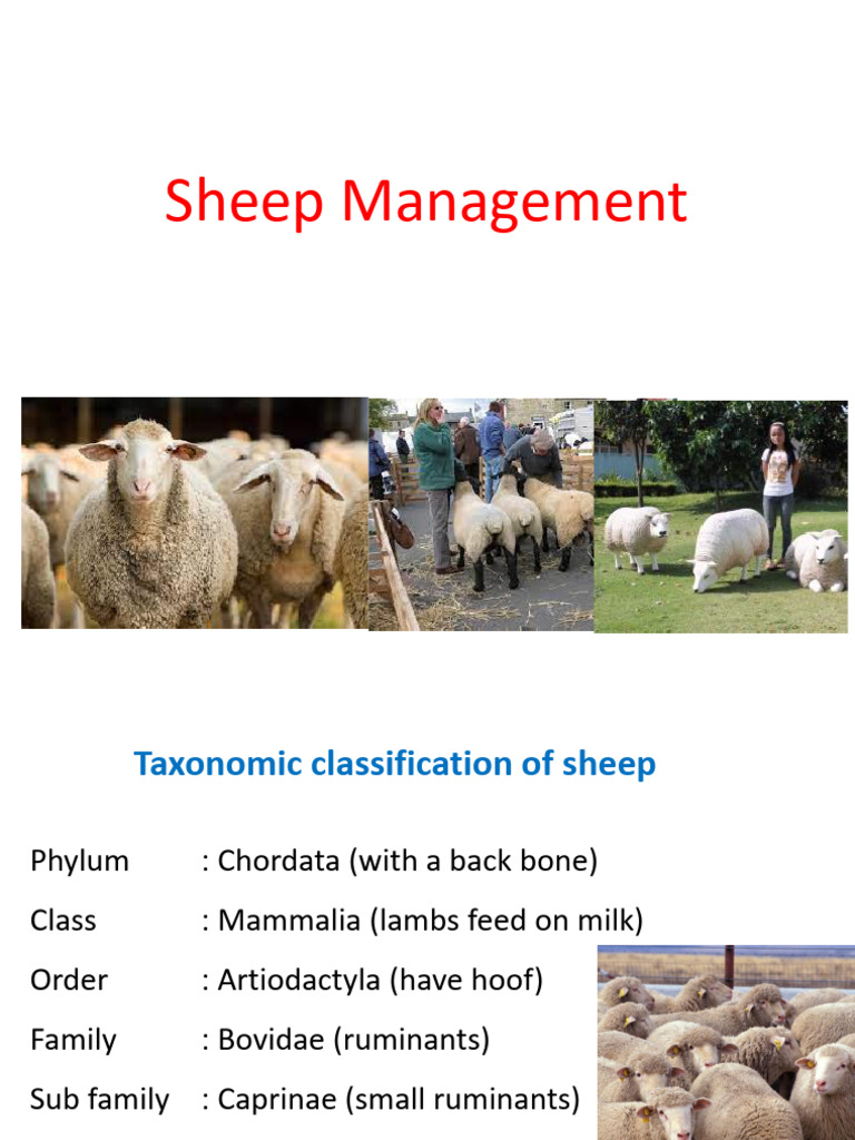Sheep Management | PDF