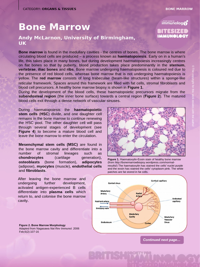 Bone Marrow | PDF