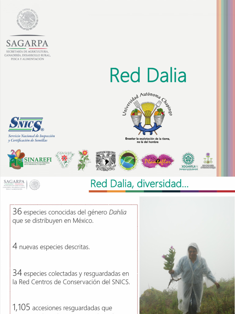Red Dalia | PDF