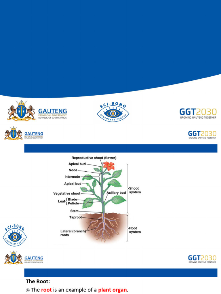 Life Sciences Gr.10 Lesson 43 Anatomy of Dicotyledonous Plant | PDF ...