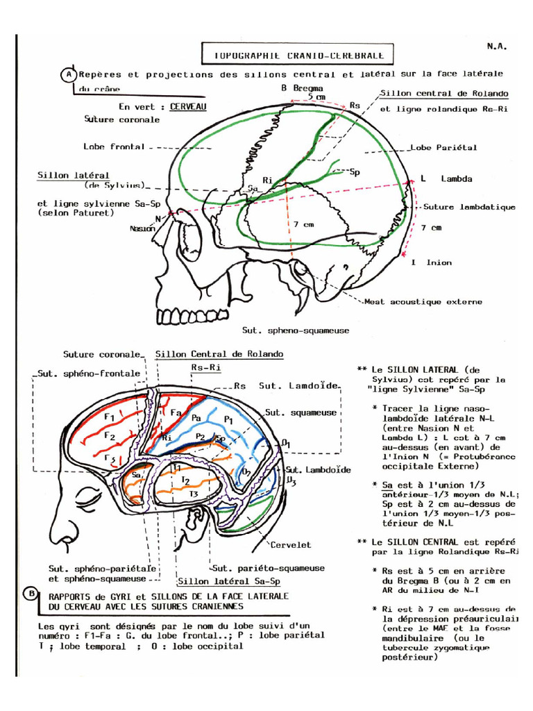 Topo Cranio Cerebrale | PDF