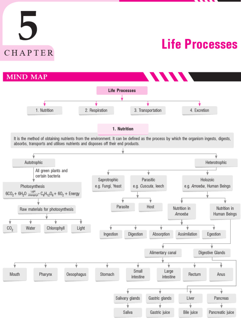 Life Process TW | PDF