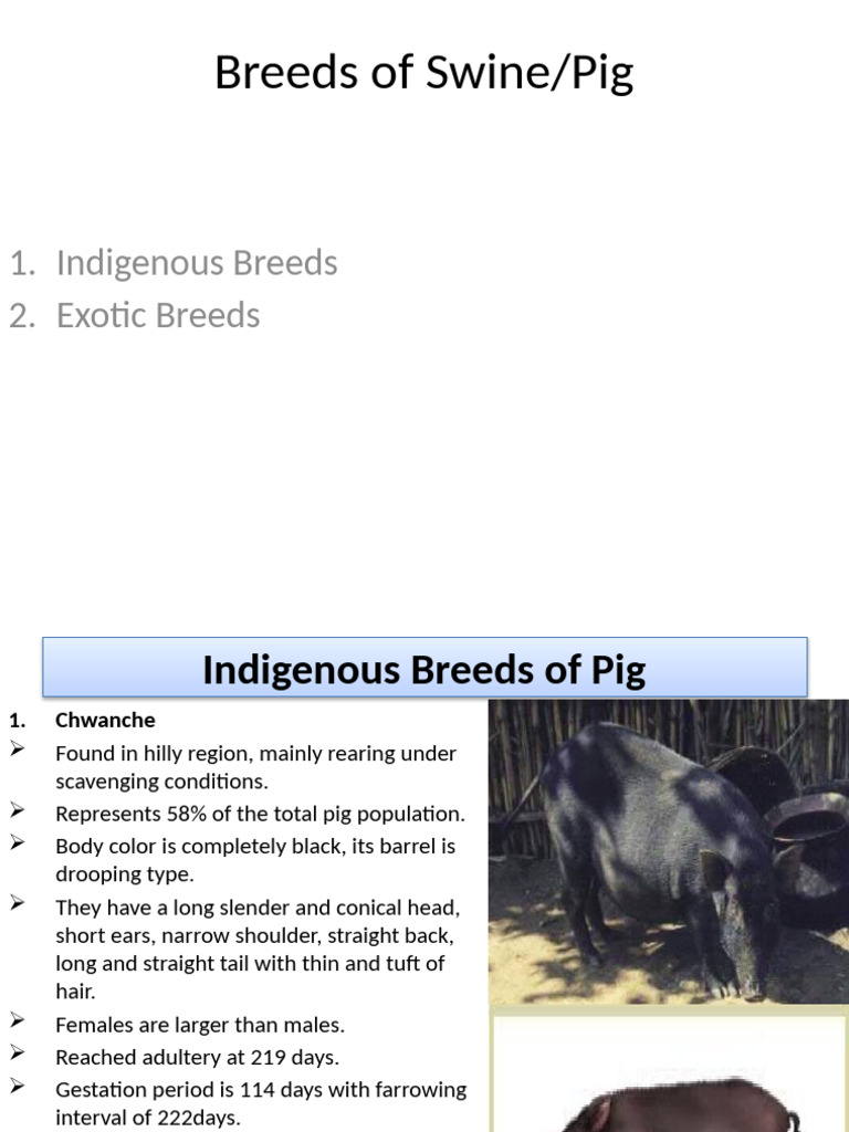 Breeds of Pig | PDF