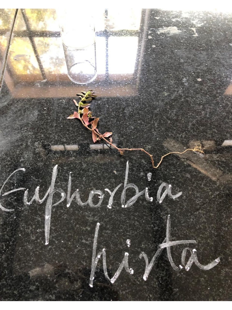 Botany Lab 4 March | PDF
