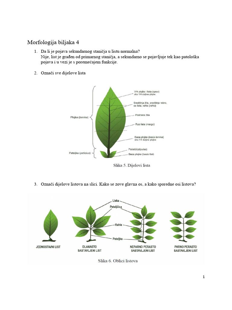 Morfologija Biljaka4 | PDF