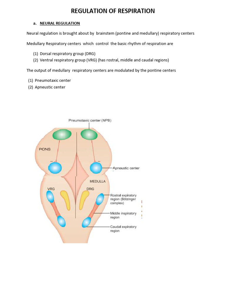 Regulation of Respiration (Neural and Chemical) | PDF