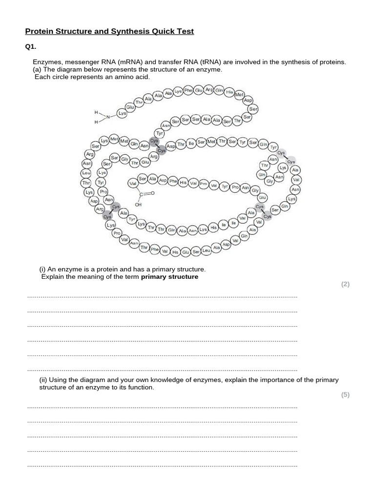 Protein Synthesis Exam Guide | PDF | Messenger Rna | Computers