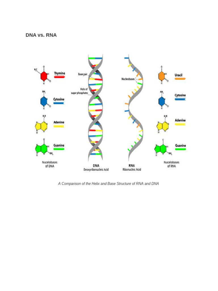 DNA Vs RNA | PDF