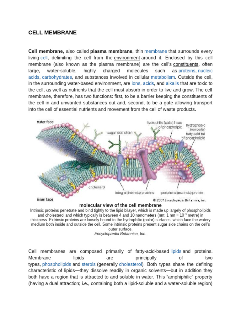Cell Membrane | PDF