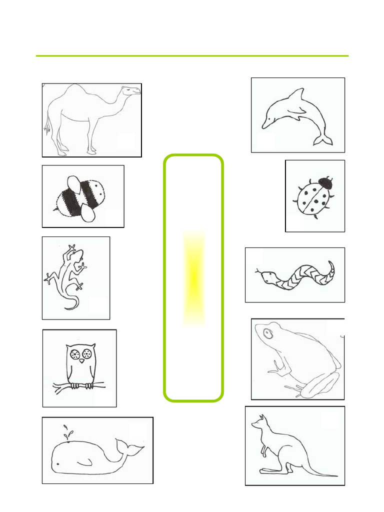Animal Magic Yle | PDF