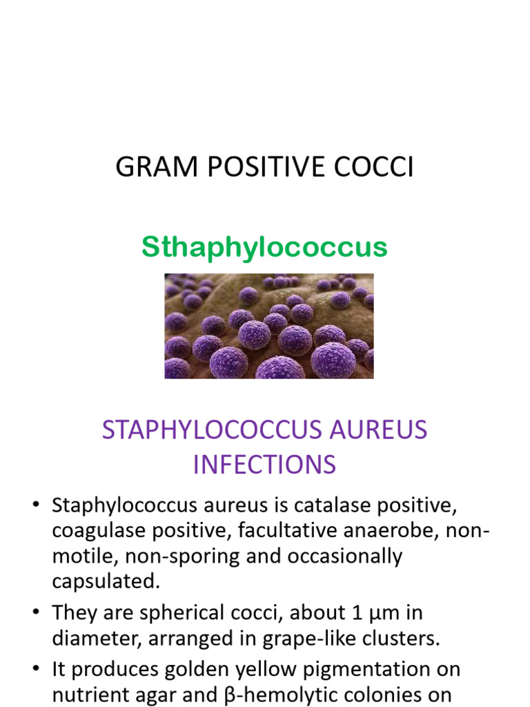 Gram Positive Cocci 1 | PDF