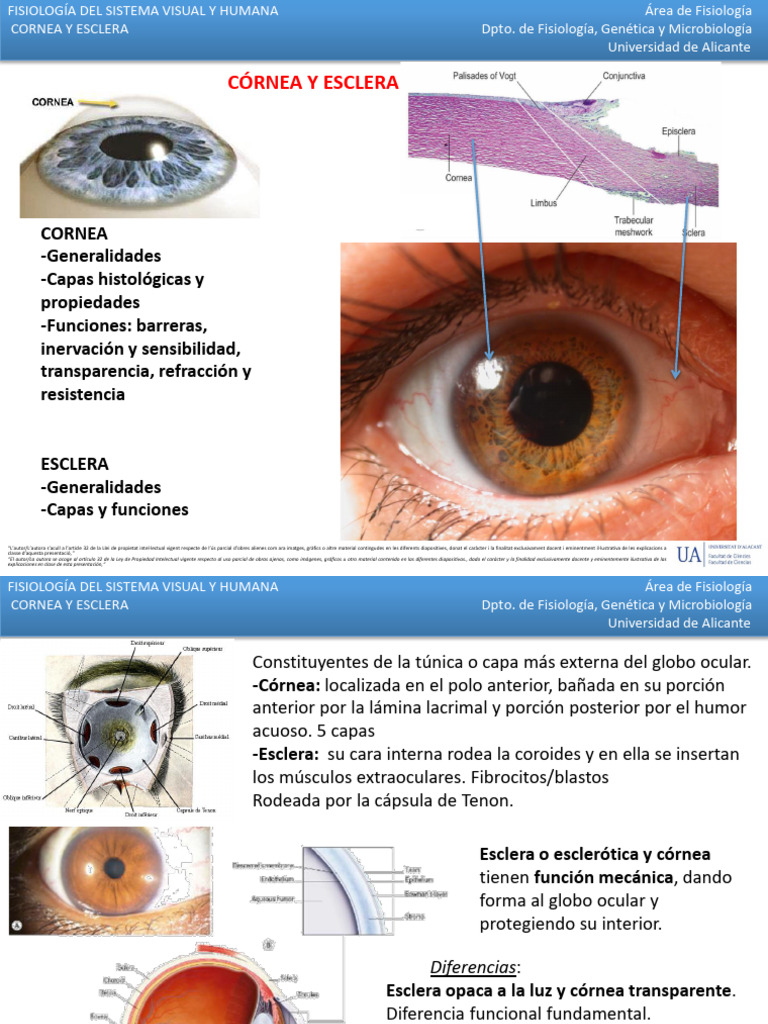 Tema 10 Córnea y Esclera | PDF
