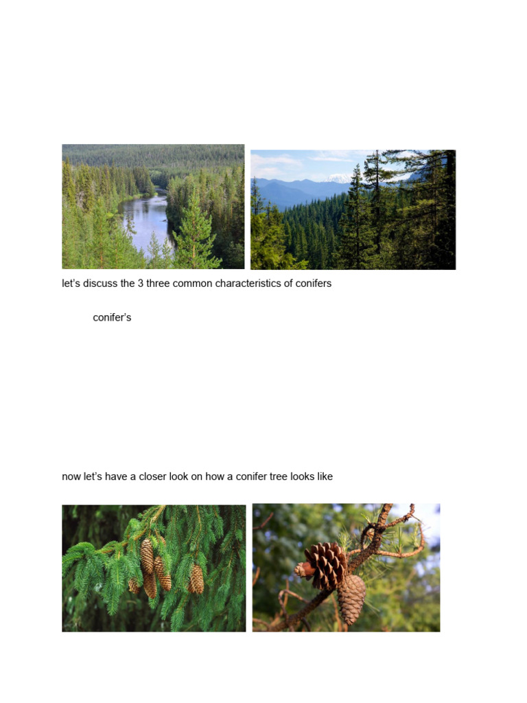 Taiga or Coniferous Forest | PDF