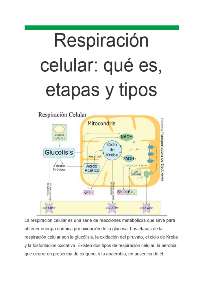 Respiración Celular | PDF | Respiración celular | Trifosfato de adenosina