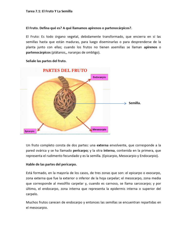 Tarea 7.docx El Fruto y La Semilla | PDF