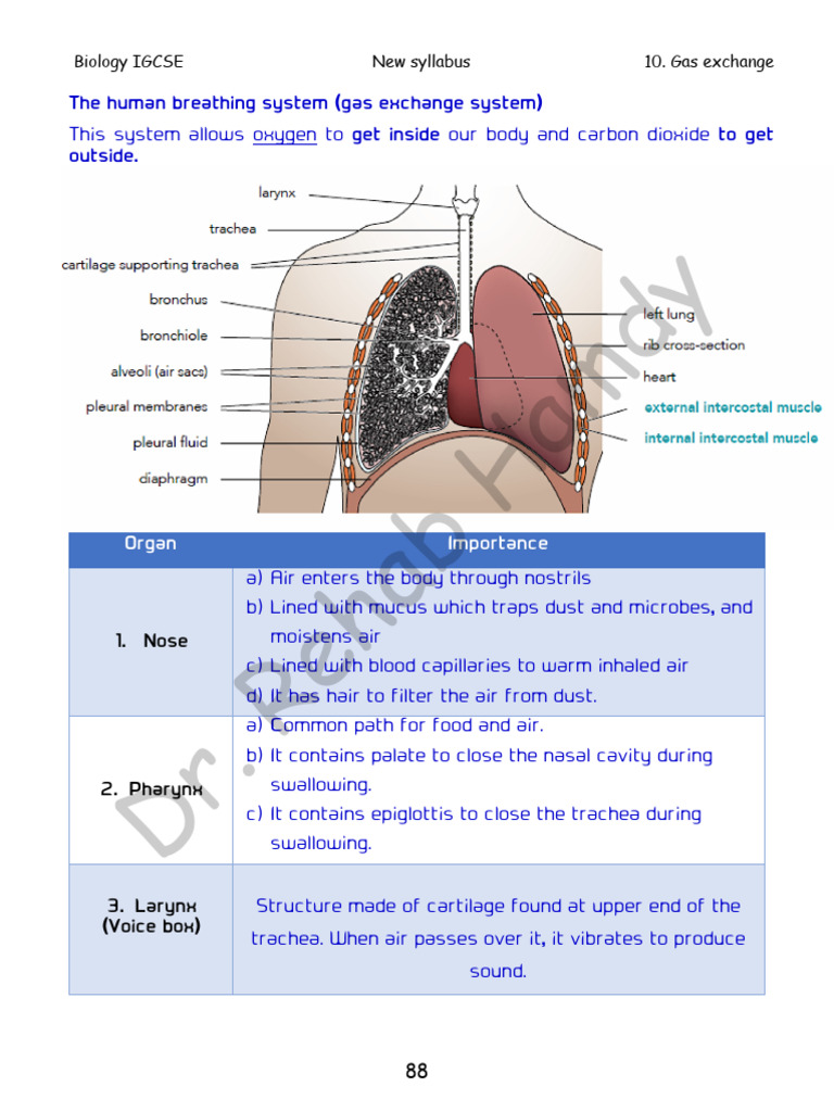 Gas Exchange - 11. Respiration | PDF