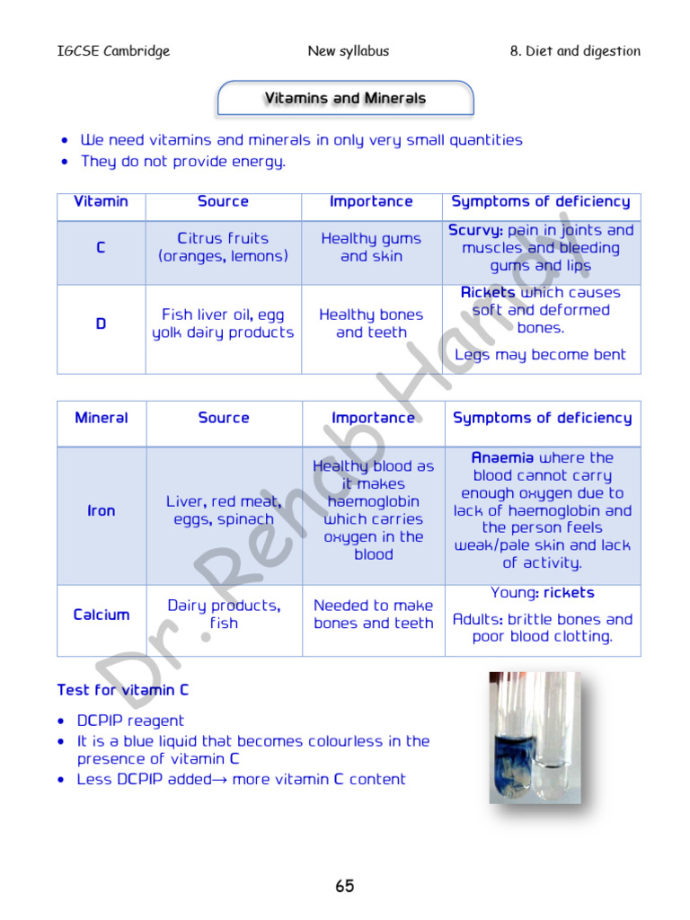Diet T& Digestion Notes | PDF