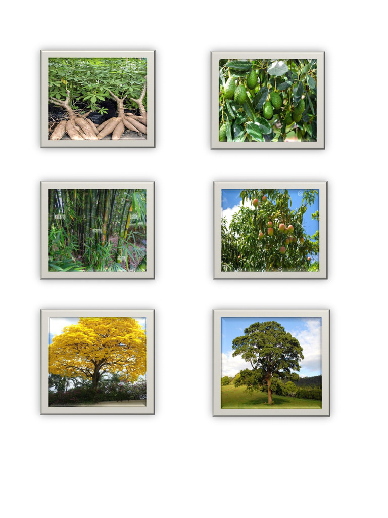 Flora y Fauna 2 | PDF