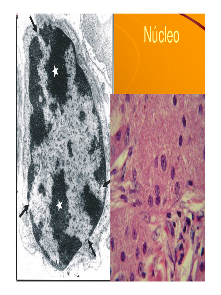 4-TEMA 3 Nucleo | PDF