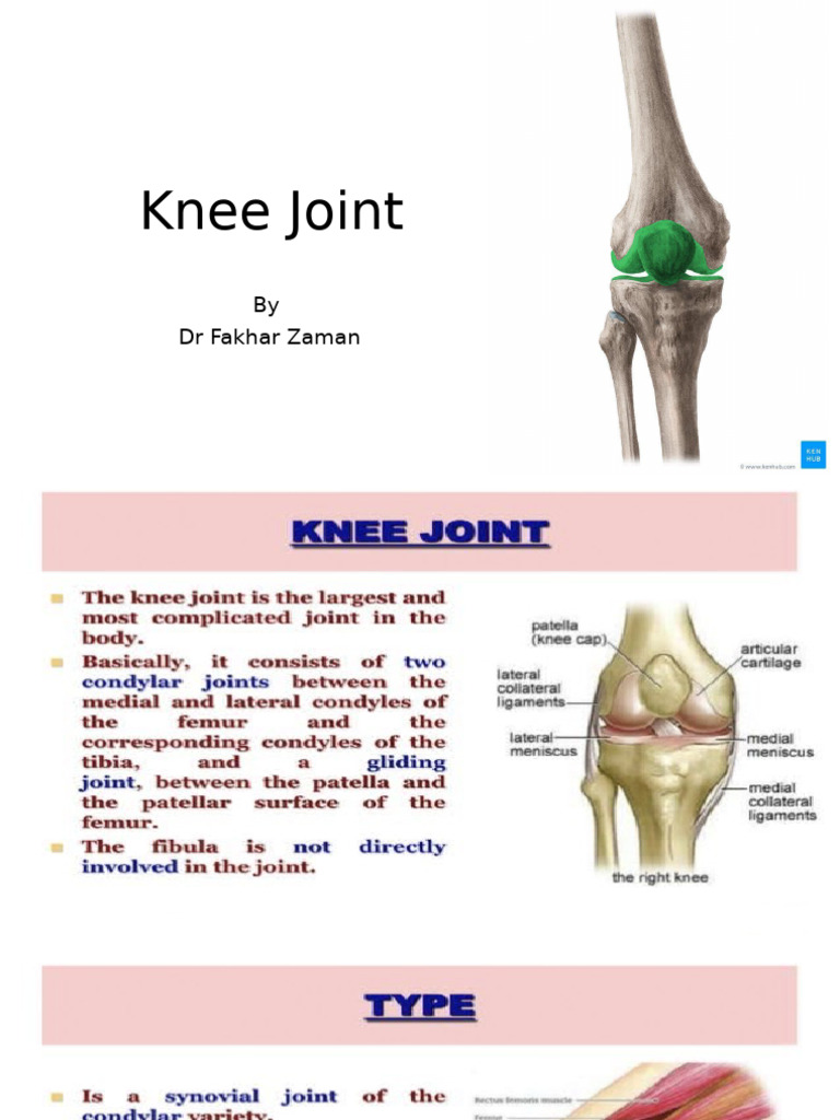 Knee Joint | PDF
