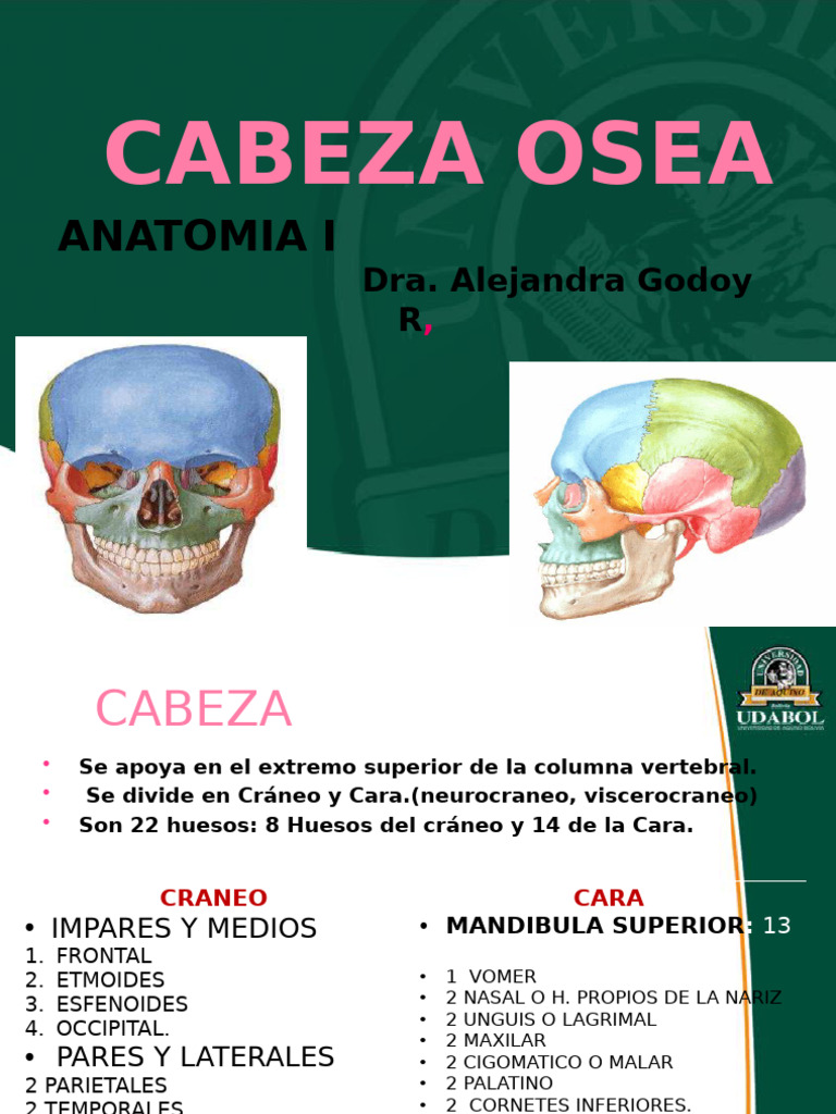 Cabeza Osea | PDF