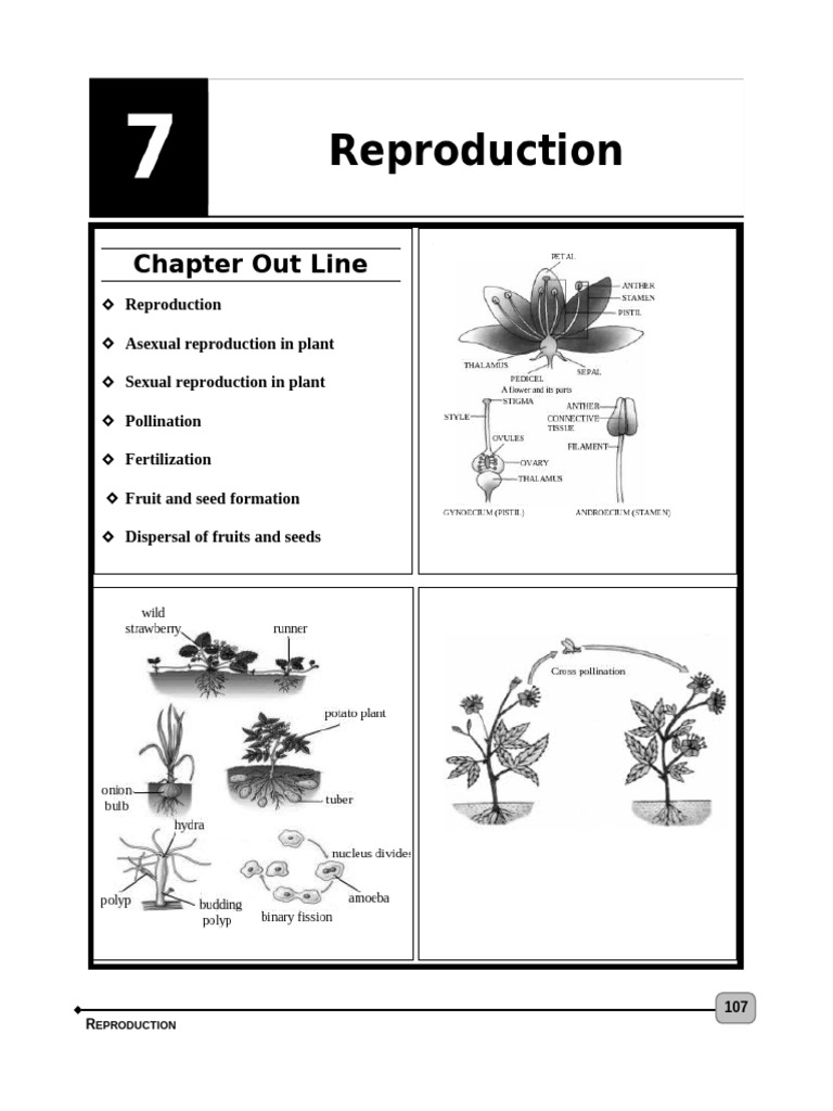 Reproduction - Final | PDF