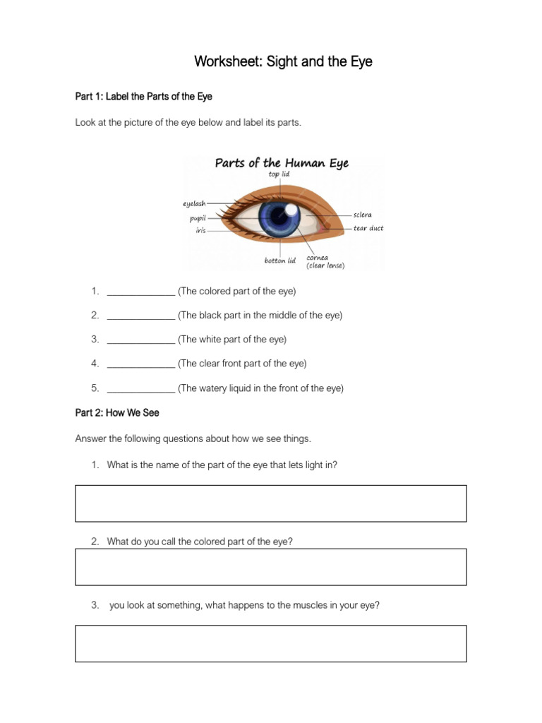 Worksheet Eye and Sight | PDF