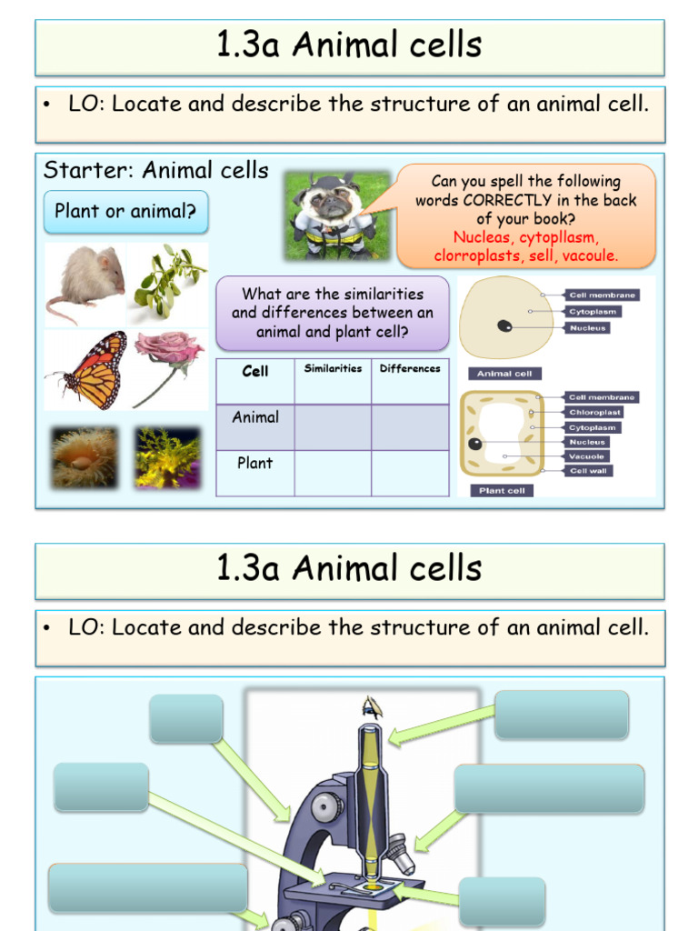 1.3a Animal Cells PP | PDF