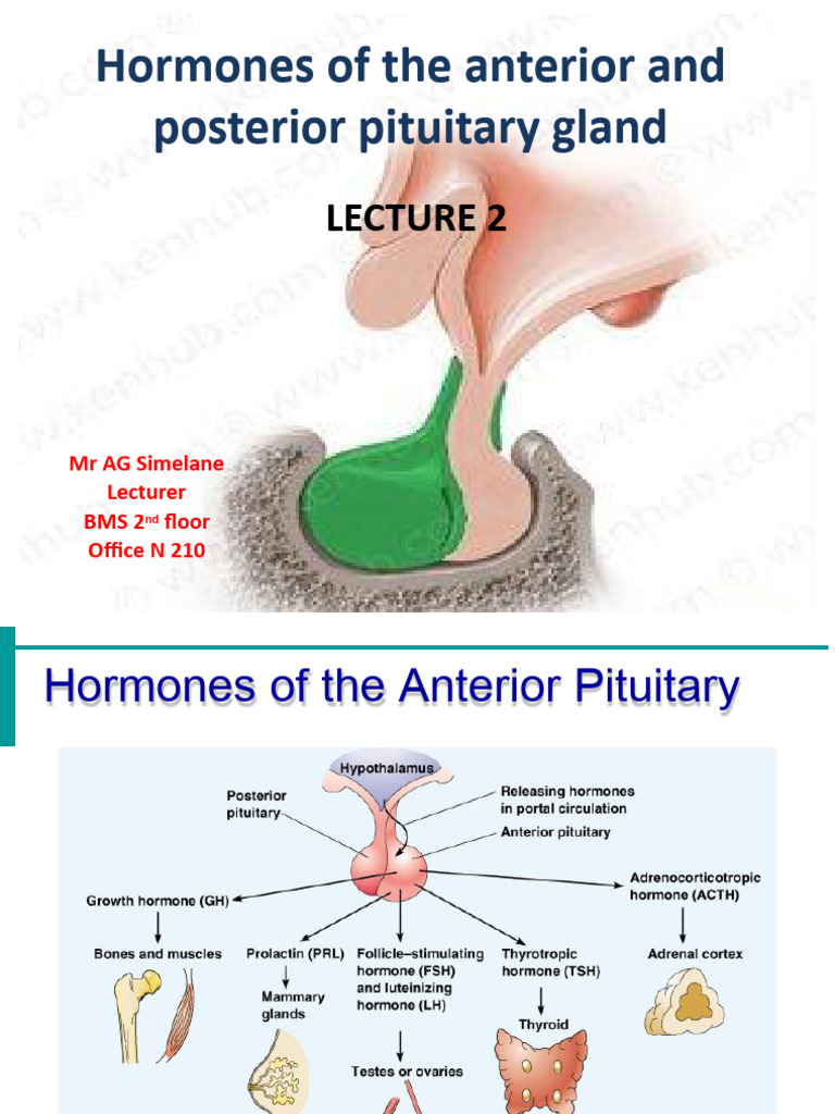 Endocrine System Lecture 2 | PDF