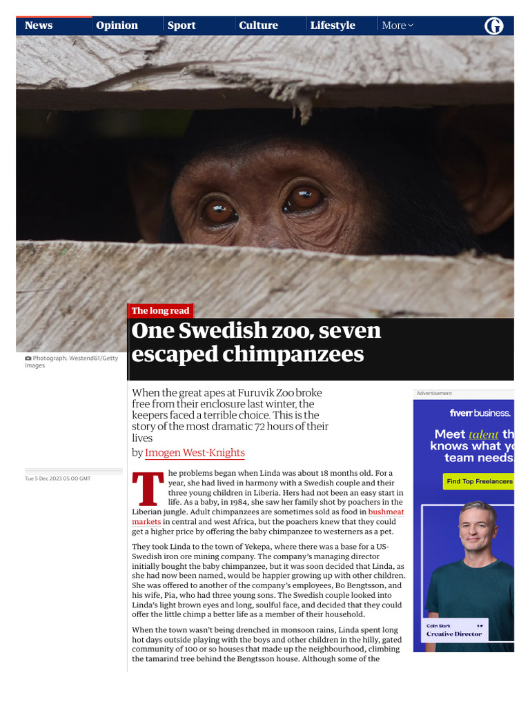 One Swedish Zoo, Seven Escaped Chimpanzees Zoos The Guardian | PDF