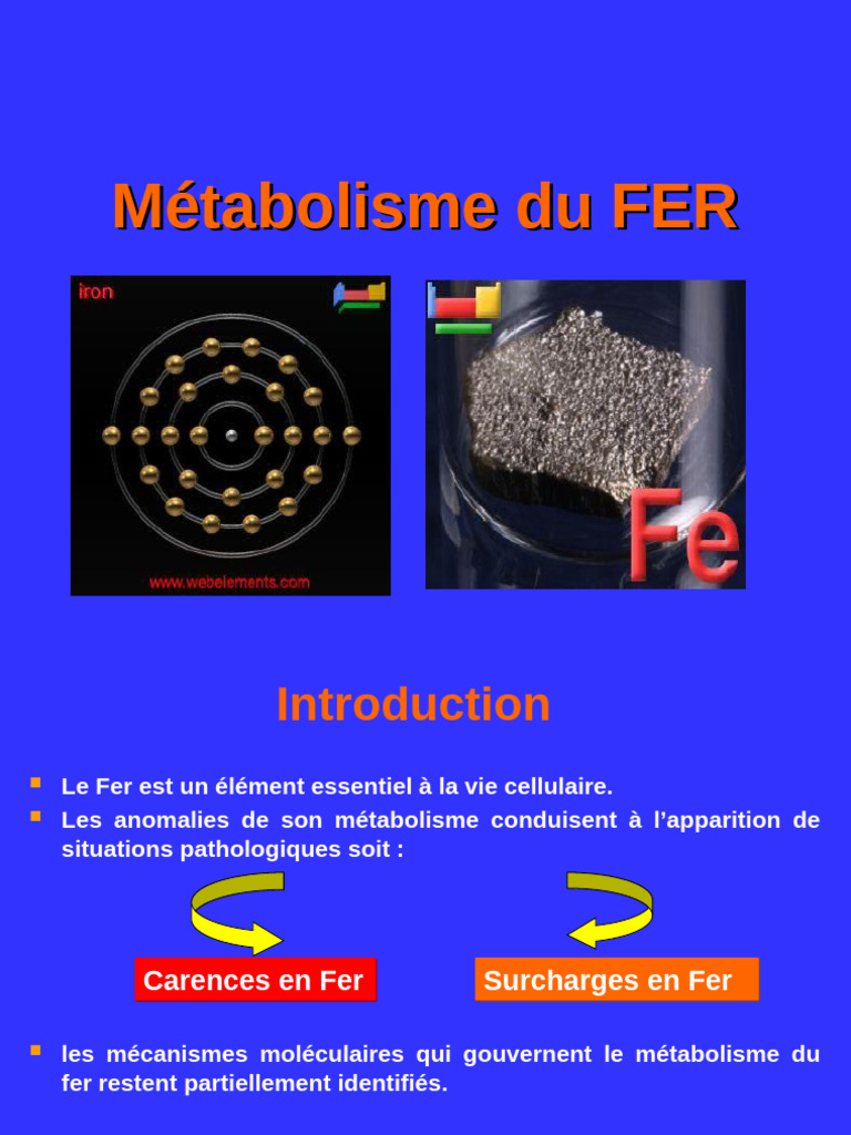 Métabolisme Du Fer | PDF