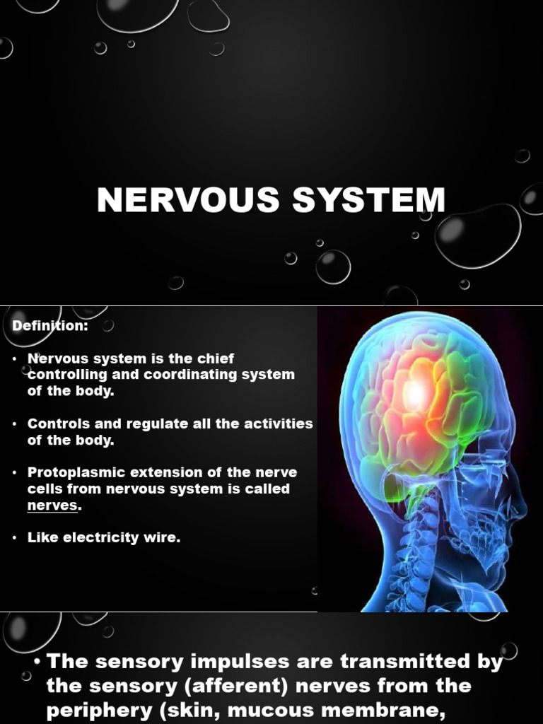 Nervous System 1 | PDF