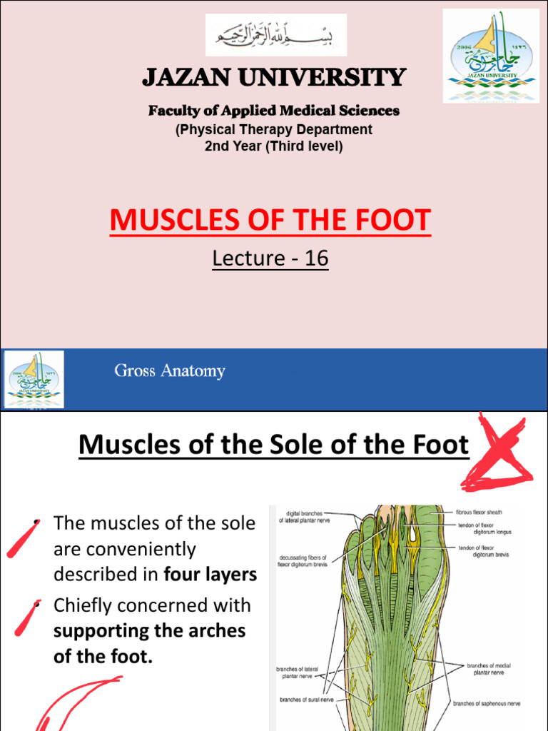 16 - Muscles of The Foot | PDF
