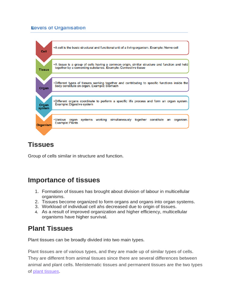 Tissue Class 9 | PDF