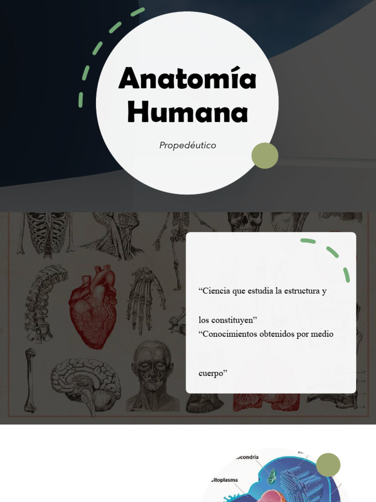 Anatomia 1 | PDF