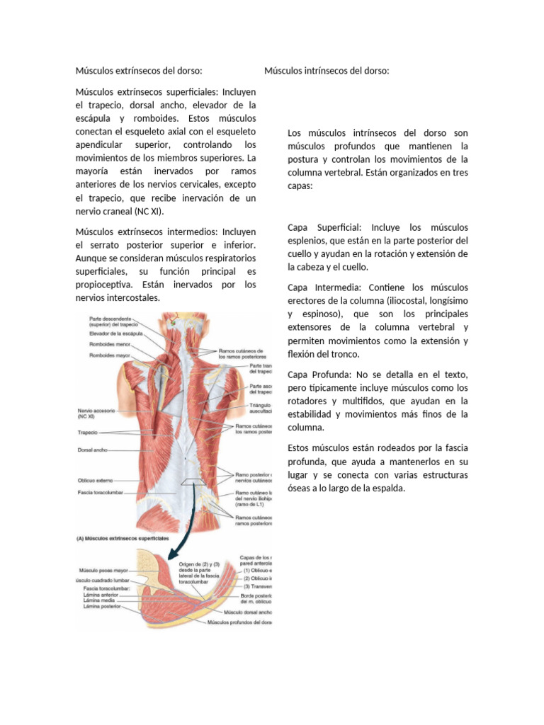 Músculos Extrínsecos Del Dors1 | PDF