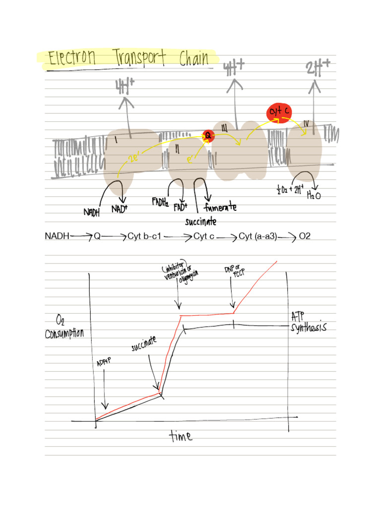 Electron Chain Notes | PDF