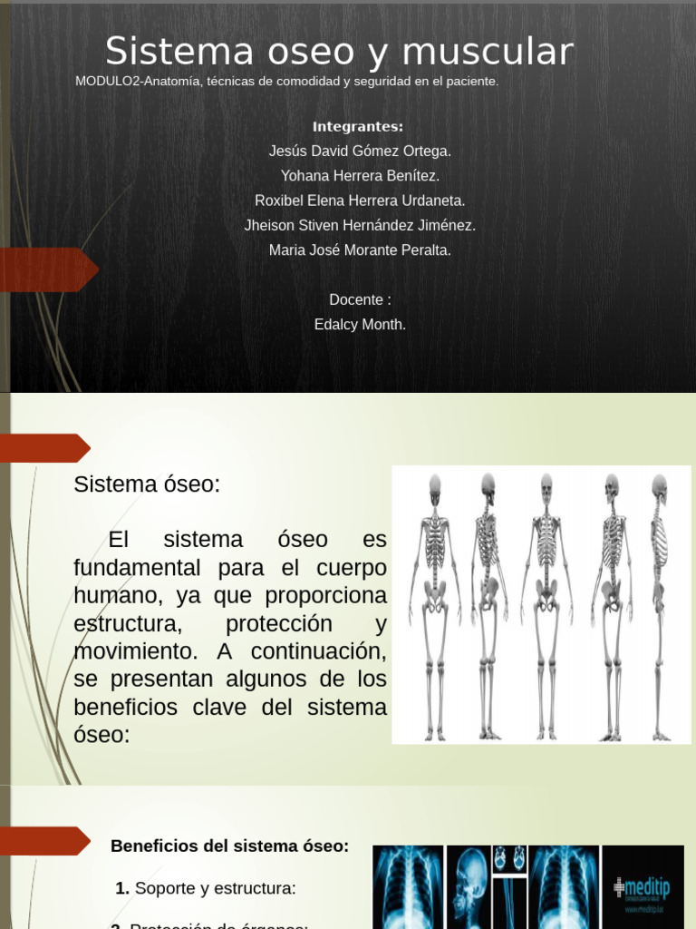 Sistema Oseo y Muscular | PDF