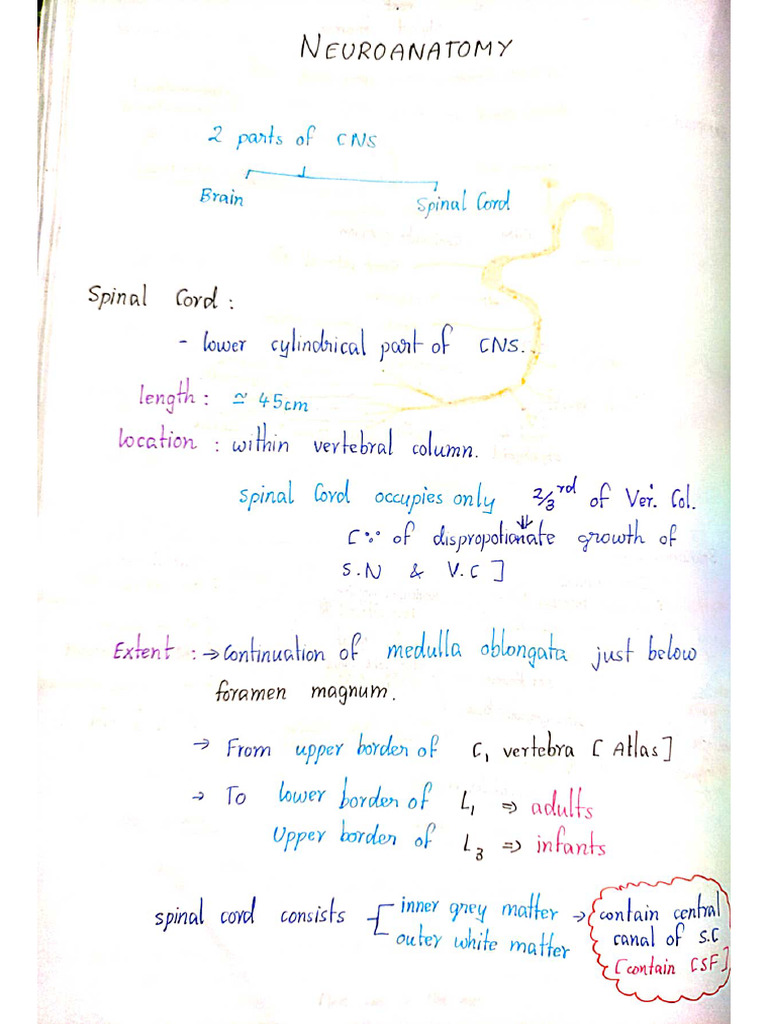 Neuroanatomy Notes | PDF