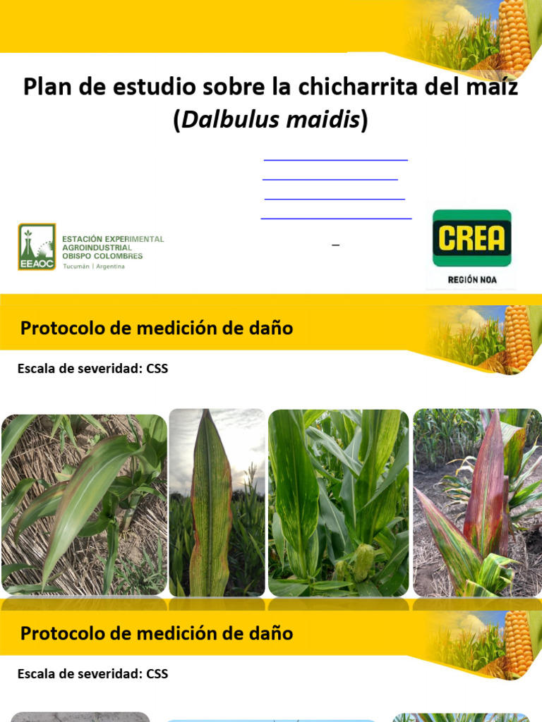 Escala de Severidad para - Corn Stunt Spiroplasma | PDF