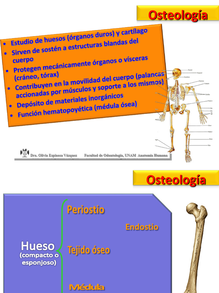 1 Osteología, Esqueleto y Normas 2020-1 | PDF