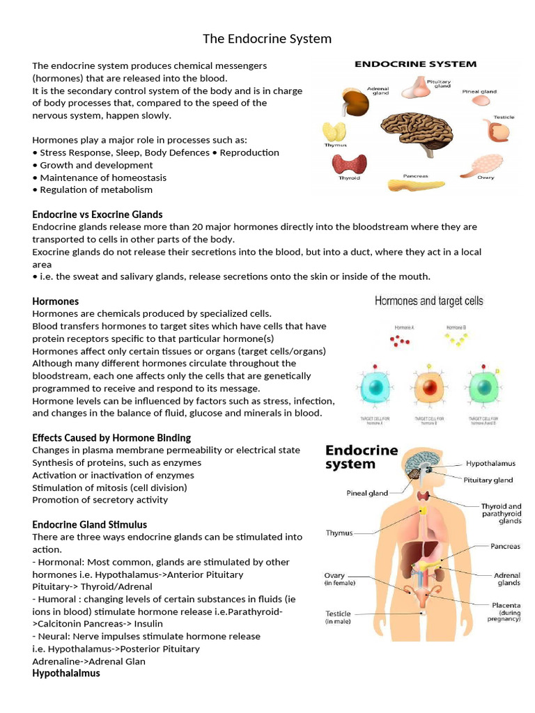 Notes - The Endocrine System | PDF | Endocrine System | Wellness