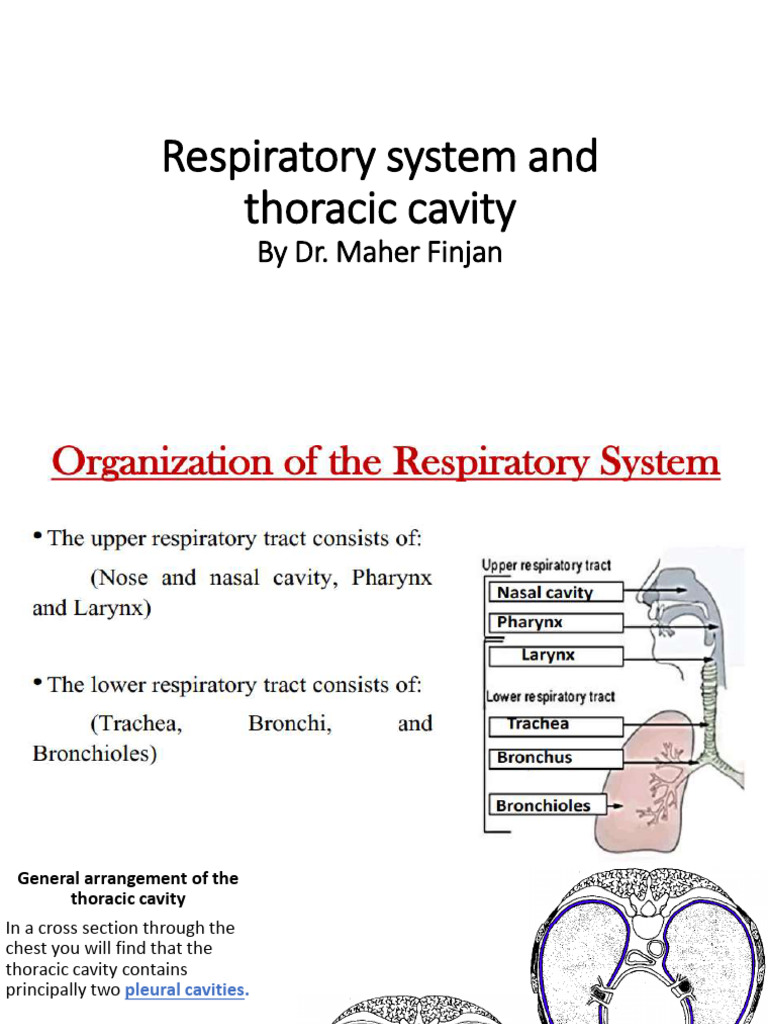 Respiratory System 2 | PDF