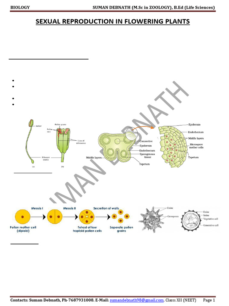 2 Sexual Reproduction in Flowering Plants | PDF