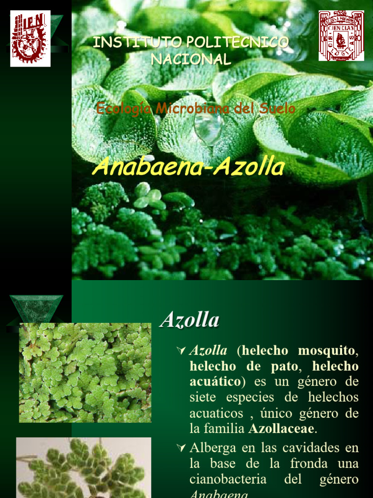 15-Anabaena_Azolla | PDF